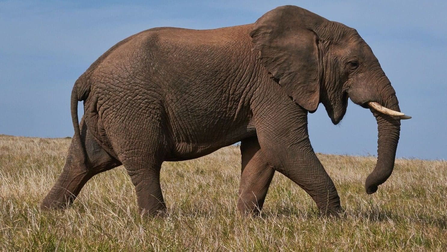 Legacy System Migration: Finding Your Risk-Free Approach